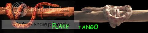Vivarium Stack Unit Plans! | Reptile Forums