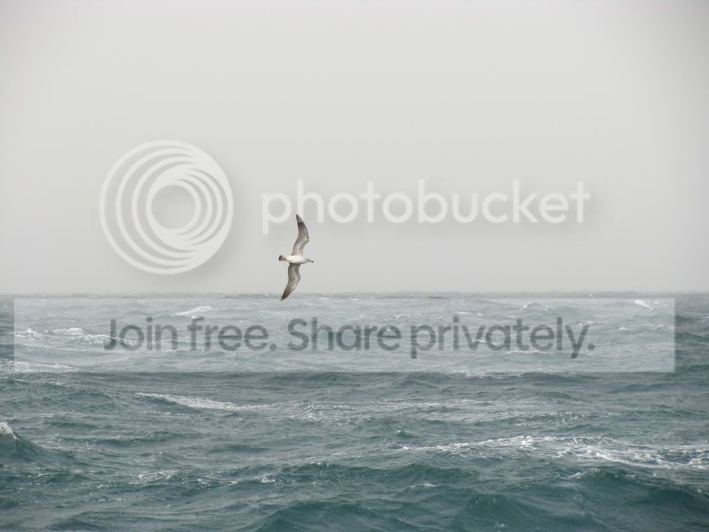 Persian Gulf Gull ID. | BirdForum