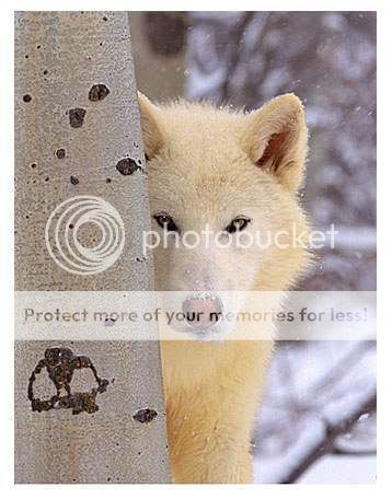 View topic - | Forest Wolves | Wolf Pack RP | - Chicken Smoothie