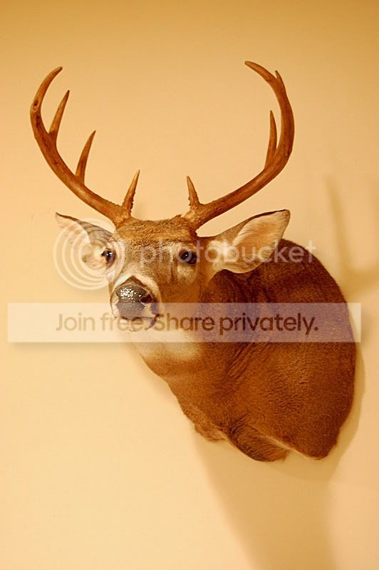 My CT 08' 8 point mount | Archery Talk Forum