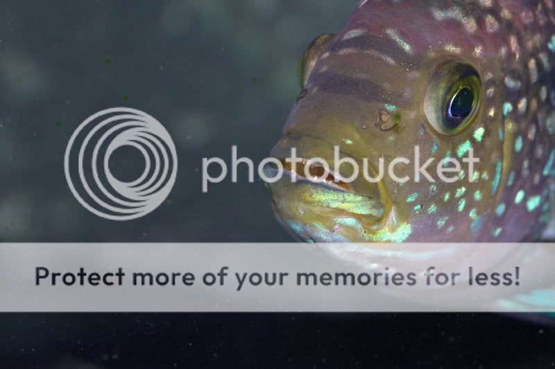 Teeth | Cichlid Fish Forum